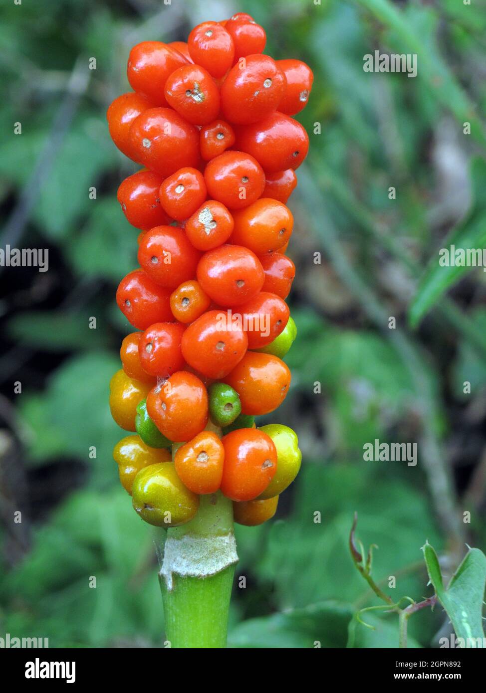 Italian arum (Arum italicum) poisonous fruits Stock Photo - Alamy