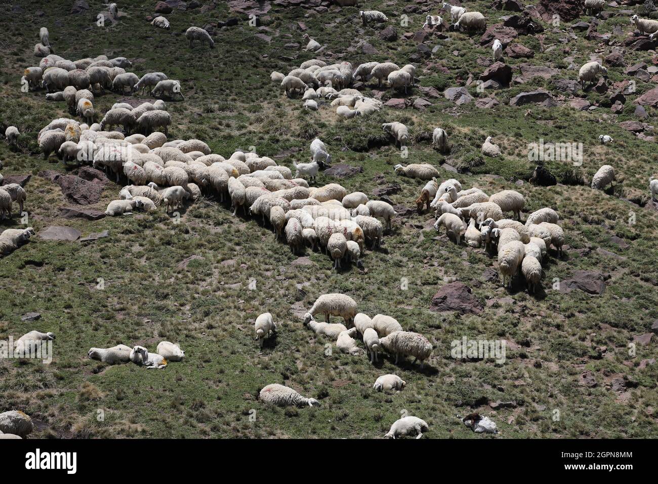Aerial view of flock of sheep grazing Stock Photo - Alamy