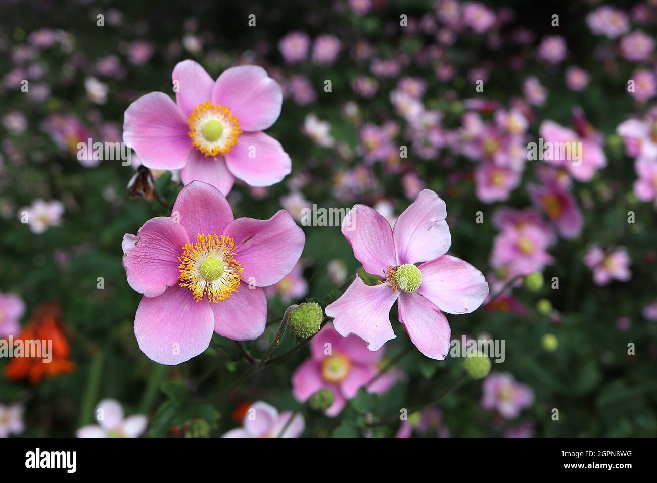 Anemone hupehensis var japonica splendens hi-res stock photography and ...