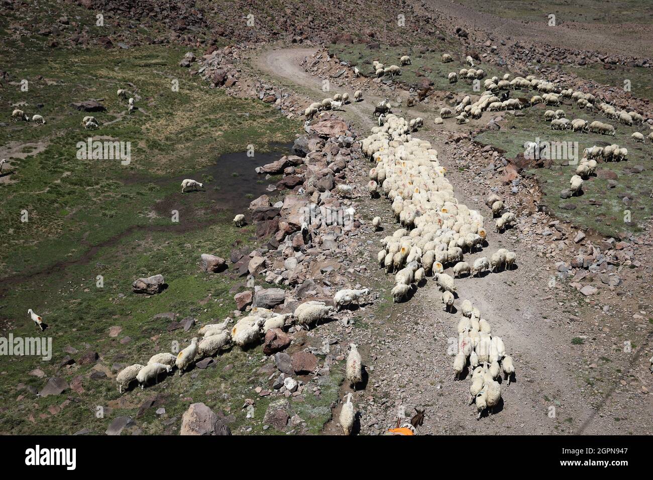 Aerial view of flock of sheep grazing Stock Photo - Alamy