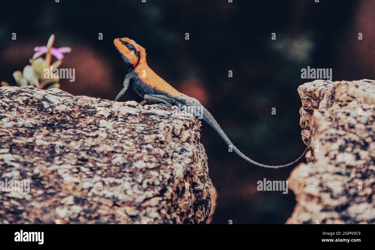 Lizard in stone Stock Photo - Alamy