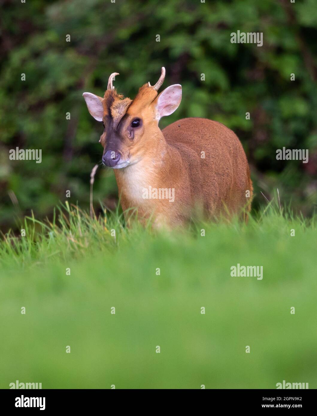 Muntjac buck showing his fangs in the Cotswold Hills Stock Photo - Alamy
