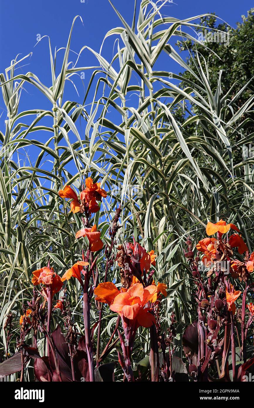 Orange red canna lily hi-res stock photography and images - Alamy