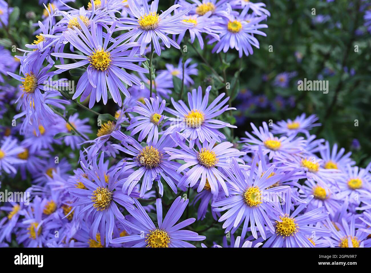 September Blue Aster Flower