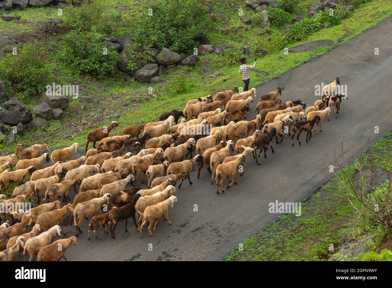 Asian blue sheep hi-res stock photography and images - Alamy