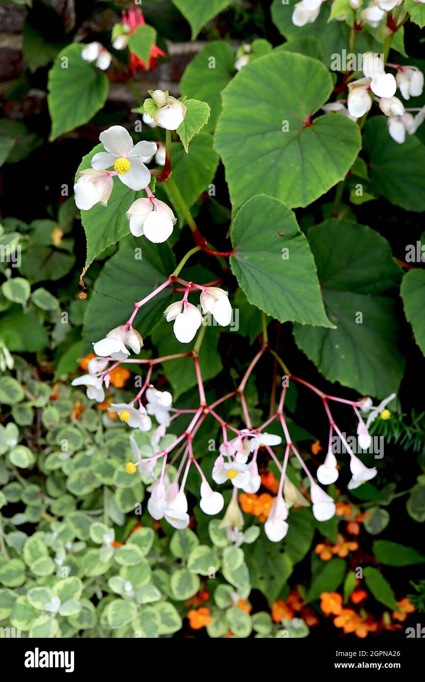Begonia grandis var alba hi-res stock photography and images - Alamy
