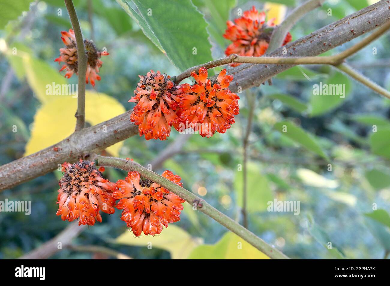 Broussonetia papyrifera paper mulberry – spherical clusters of ...