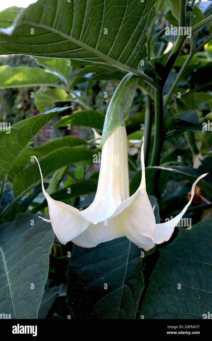 Brugmansia arborea Angel’s trumpet – long funnel-shaped large white ...