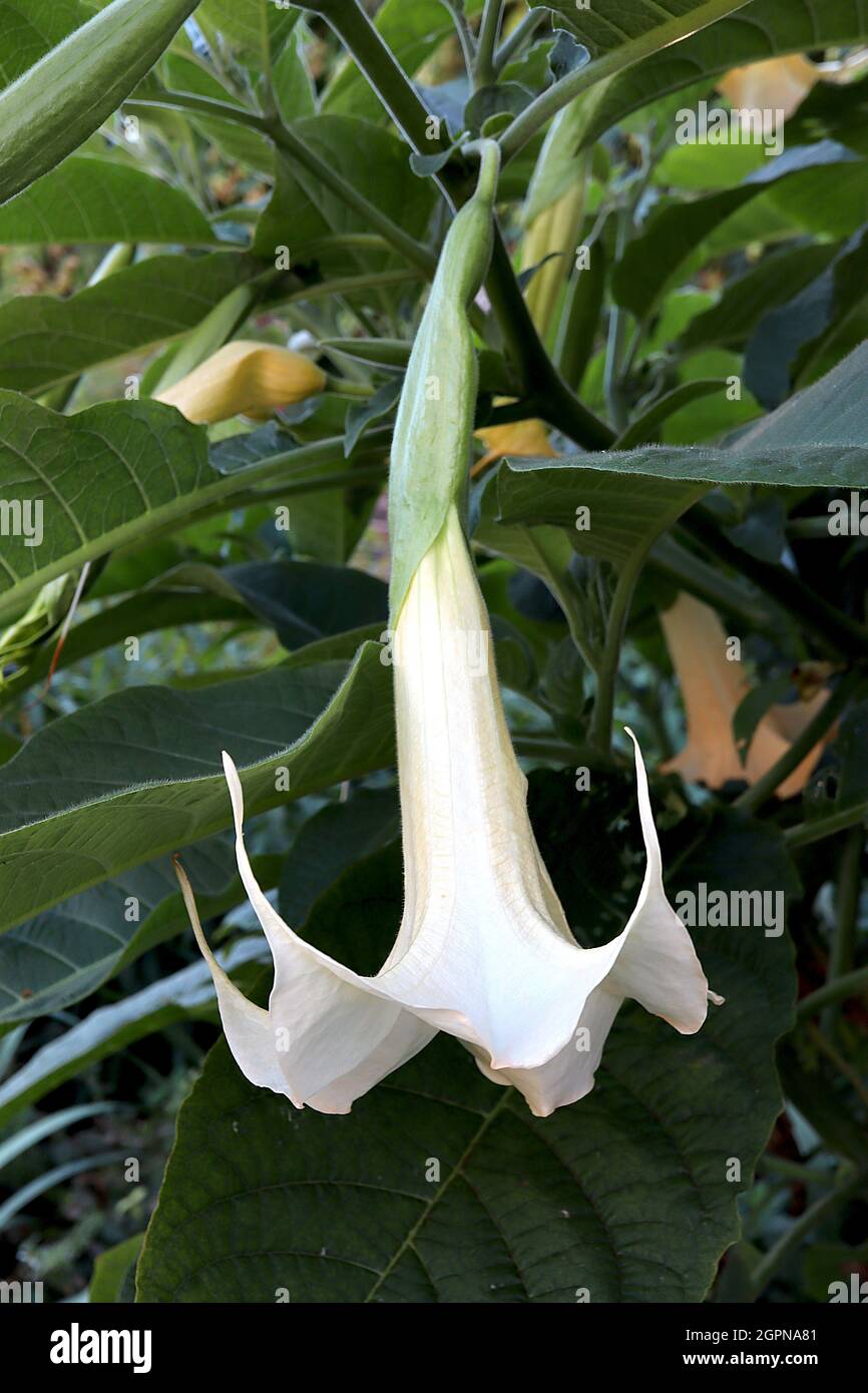 Reflexed petal ends hi-res stock photography and images - Alamy