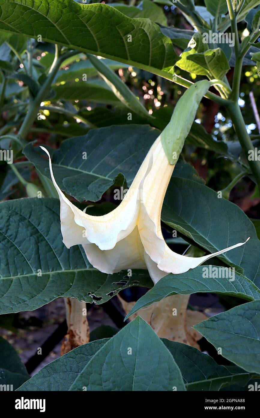 Tubular white trumpet shaped flowers hi-res stock photography and ...