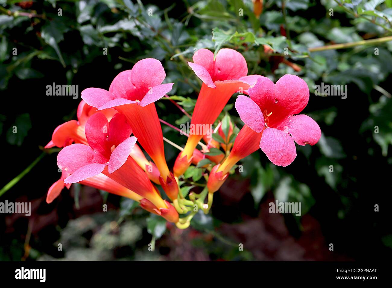 Campsis radicans trumpet vine – large funnel-shaped flowers with orange ...