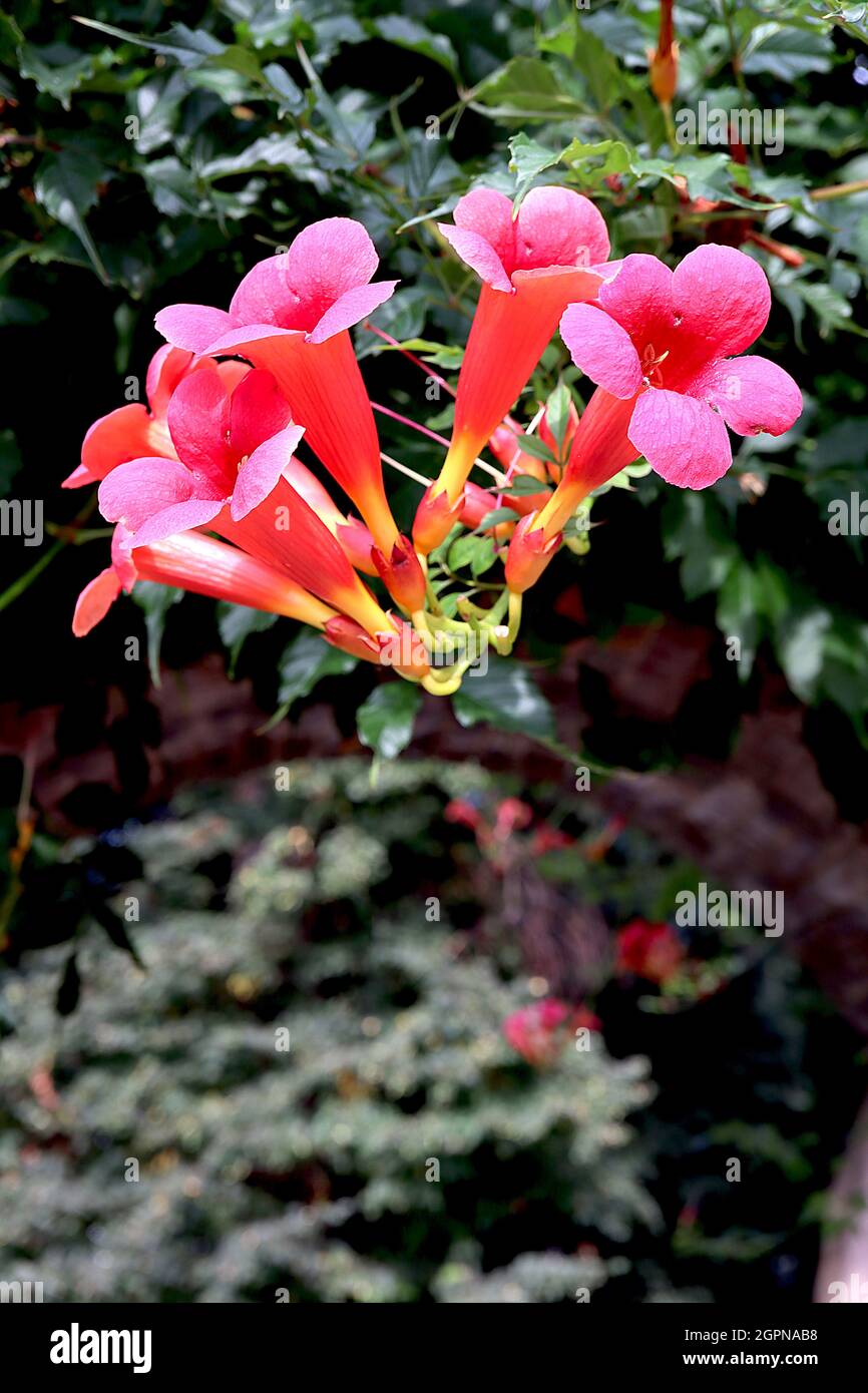 Campsis radicans trumpet vine – large funnel-shaped flowers with orange ...