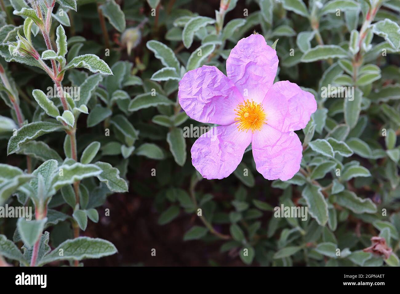 Cistus x bornetianus ‘Jester’ rockrose Jester - medium pink flowers ...