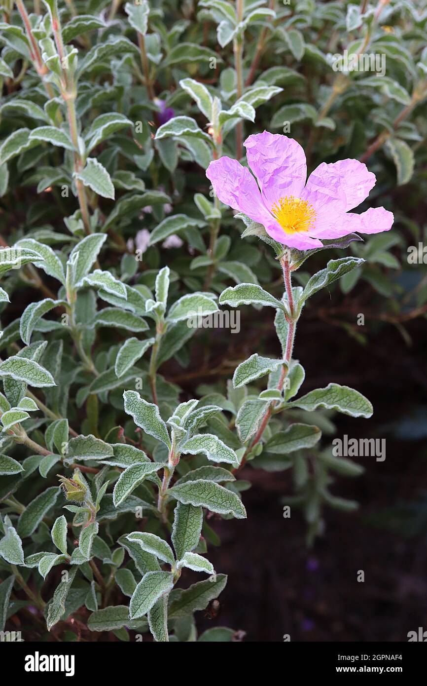 Rockrose jester hi-res stock photography and images - Alamy