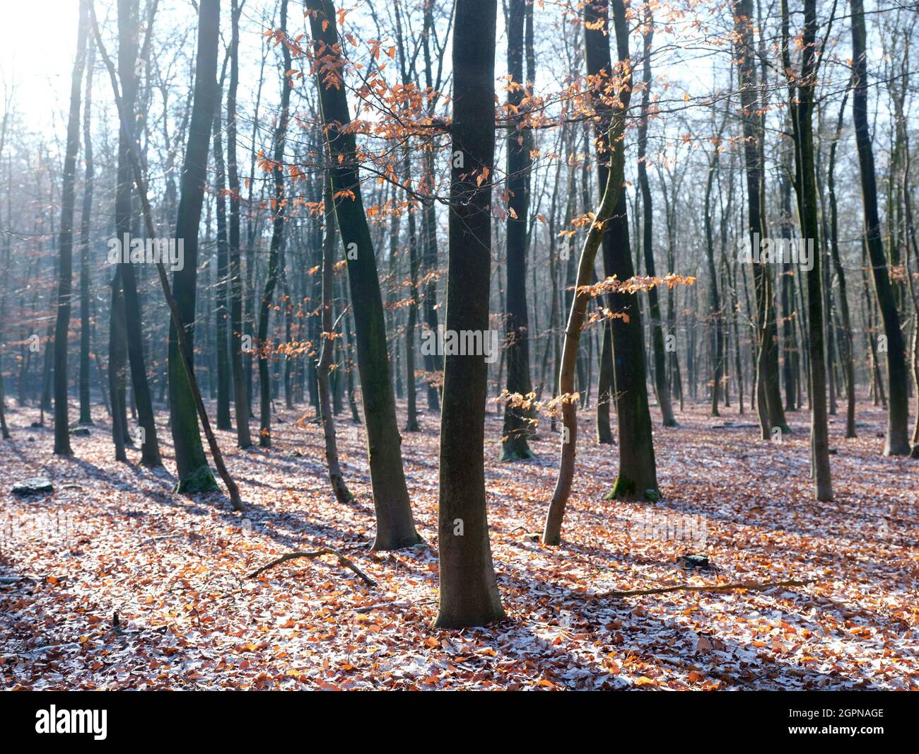 Dusting on frost on plant hi-res stock photography and images - Alamy