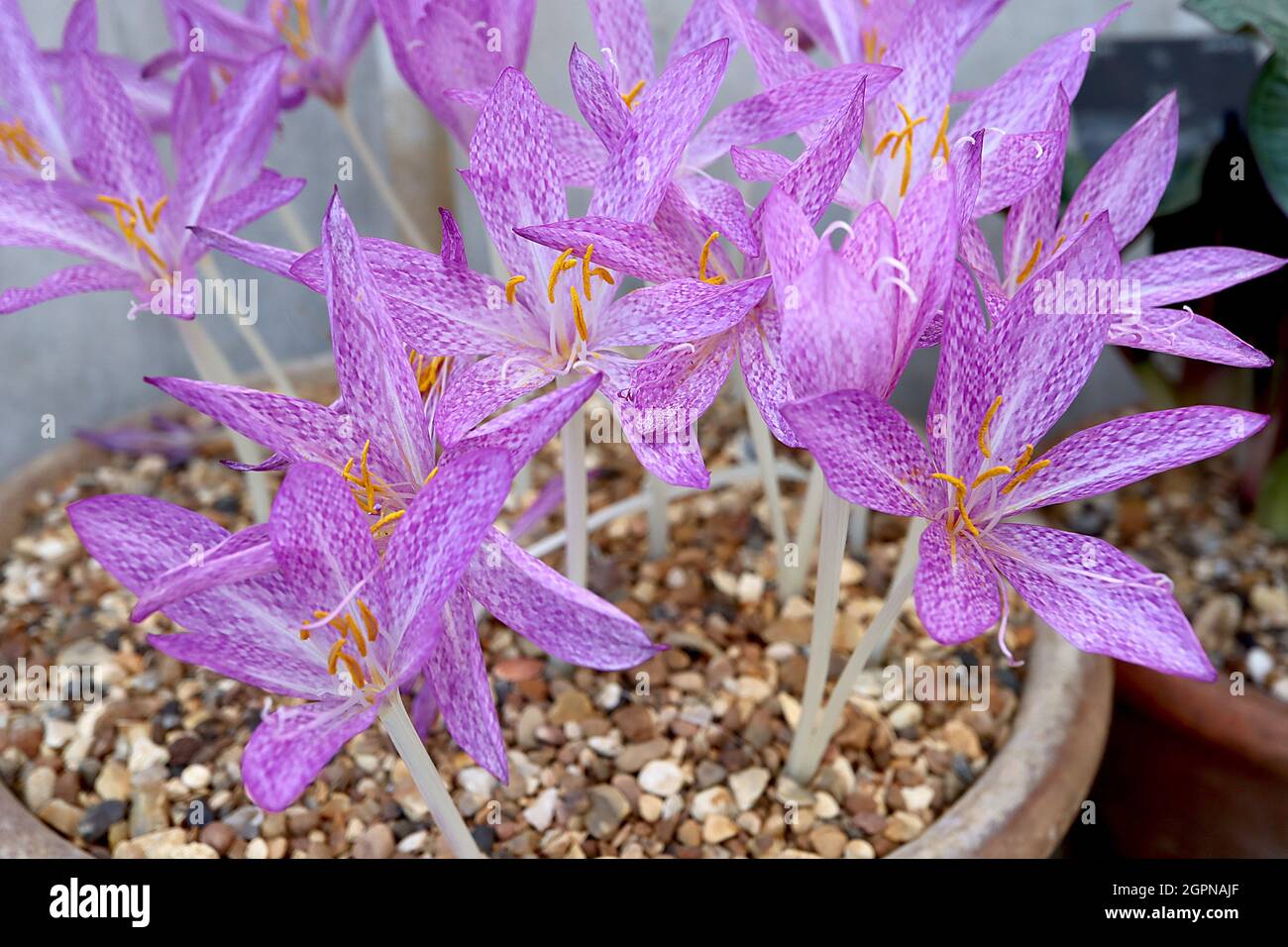 Chequered pattern hi-res stock photography and images - Alamy