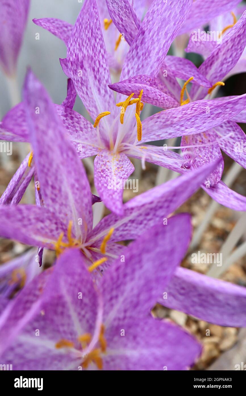 Colchicum cilicicum Tenore autumn crocus - violet pink flowers with ...