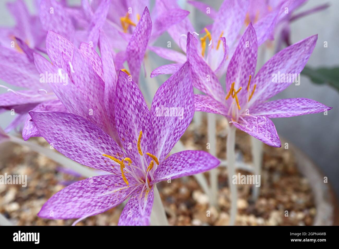 Colchicum cilicicum Tenore autumn crocus - violet pink flowers with ...