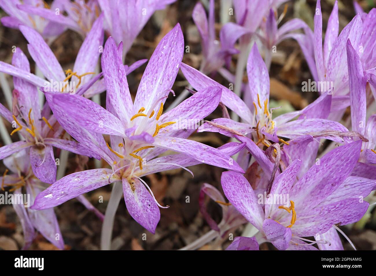 Chequered pattern hi-res stock photography and images - Alamy