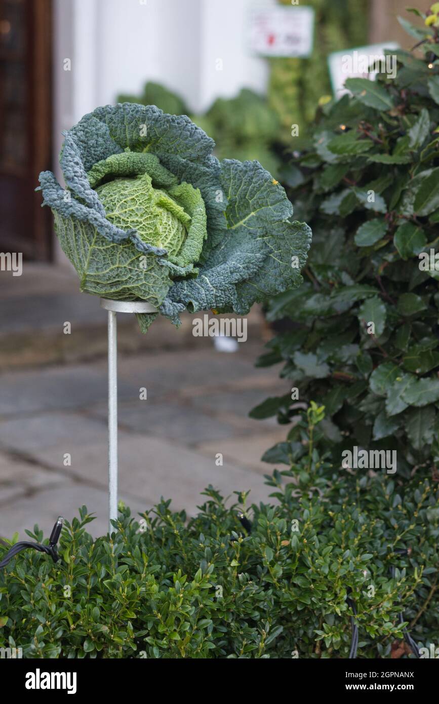 Savoy Cabbage on a stand Stock Photo - Alamy