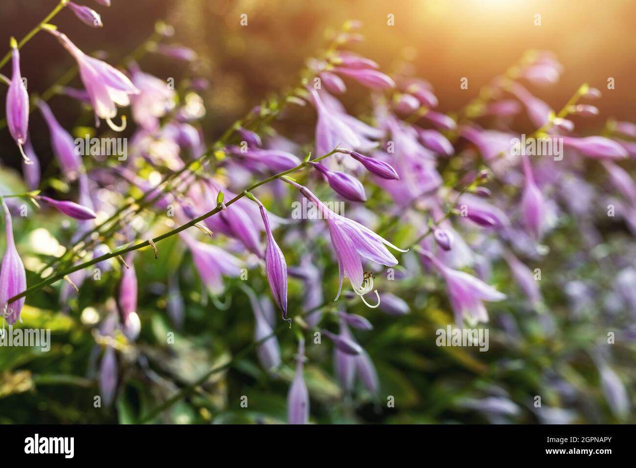 Beautiful close-up autumn floral abstract landscape background with ...