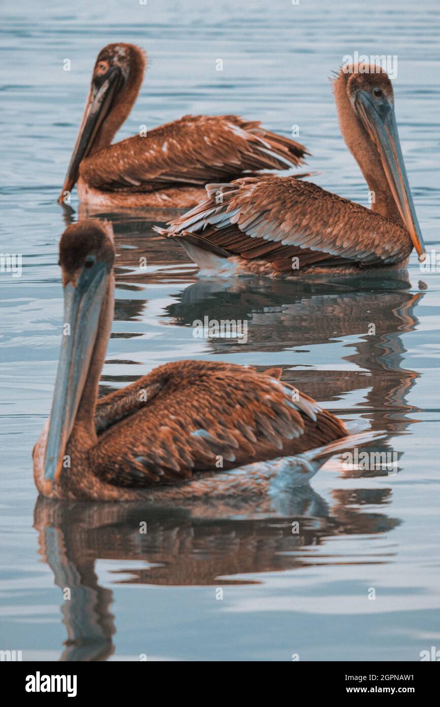 Pélican in ocean fight and flight birds Stock Photo - Alamy