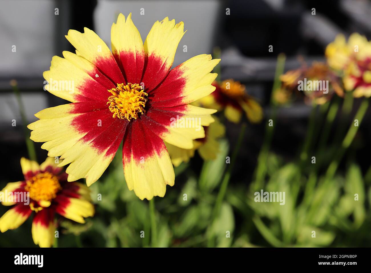 Coreopsis ‘Uptick Yellow and Red’ tickseed Yellow and Red – yellow ...