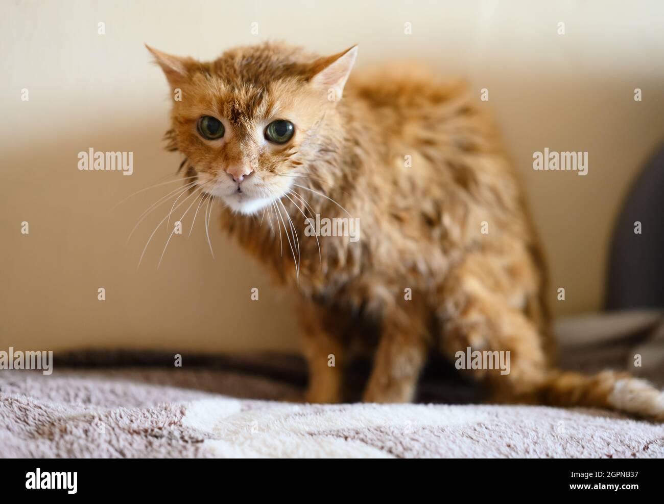 Old ginger cat is washed after taking a bath Stock Photo - Alamy