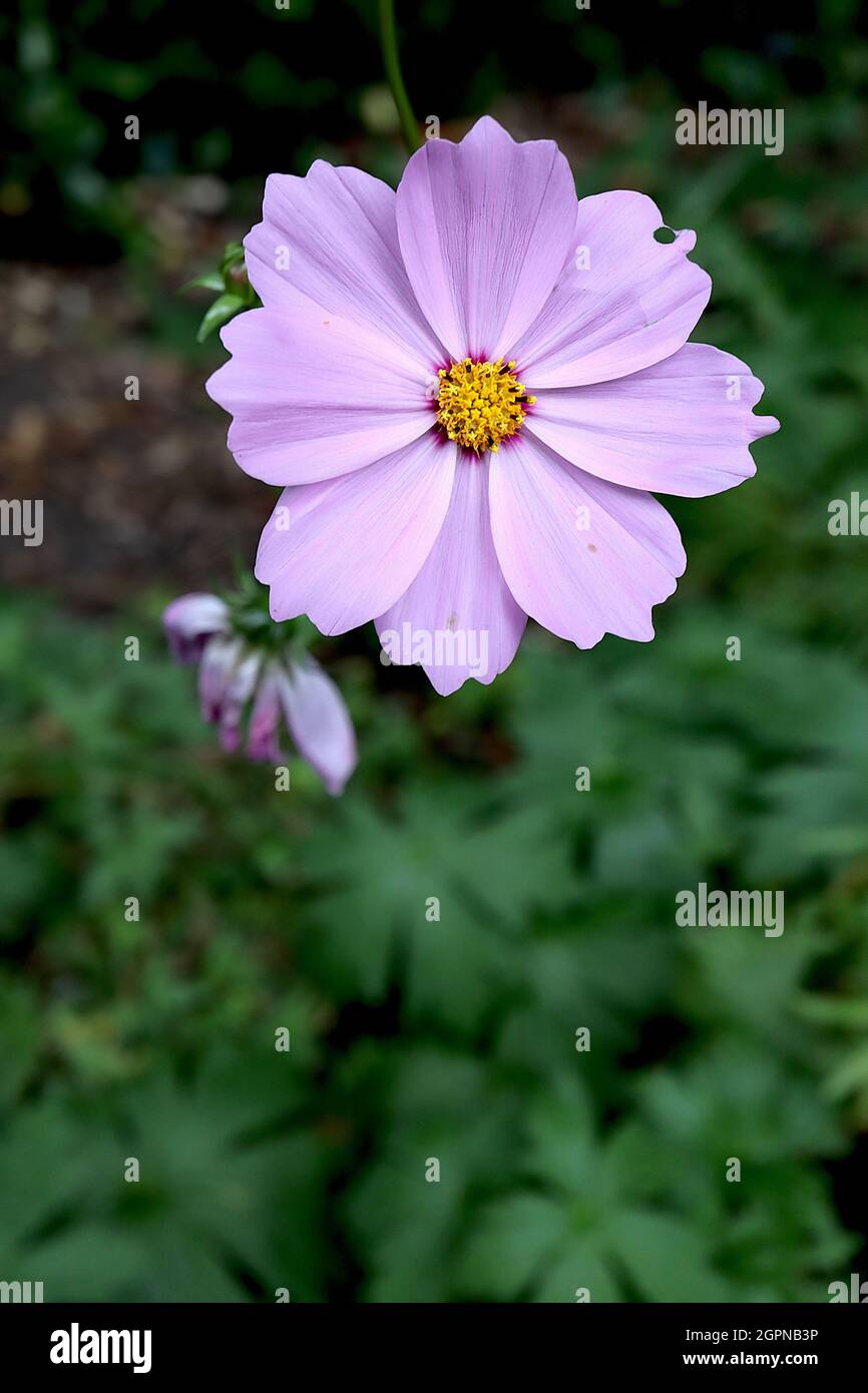 Cosmos bipinnatus ‘Apollo Pink’ medium pink bowl-shaped flowers and ...