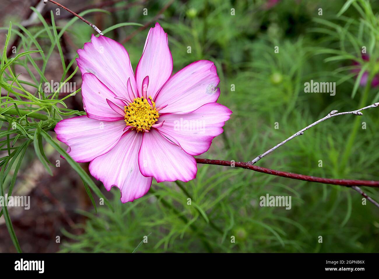 Cosmos bipinnatus ‘Fizzy Rose Picotee’ medium pink flowers with deep ...