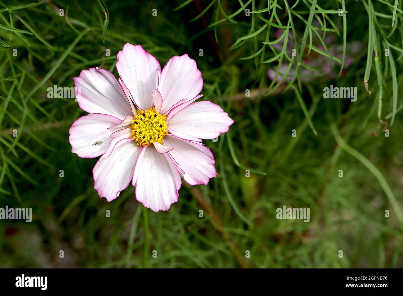 Cosmos bipinnatus ‘Fizzy Rose Picotee’ white flowers with deep pink ...