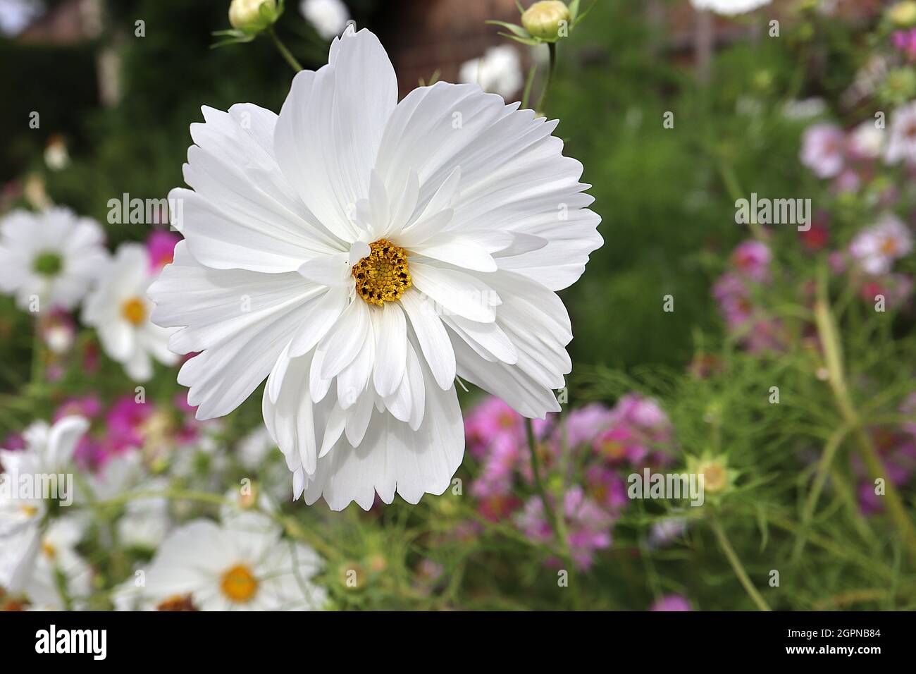 Cosmos bipinnatus psyche white hi-res stock photography and images - Alamy
