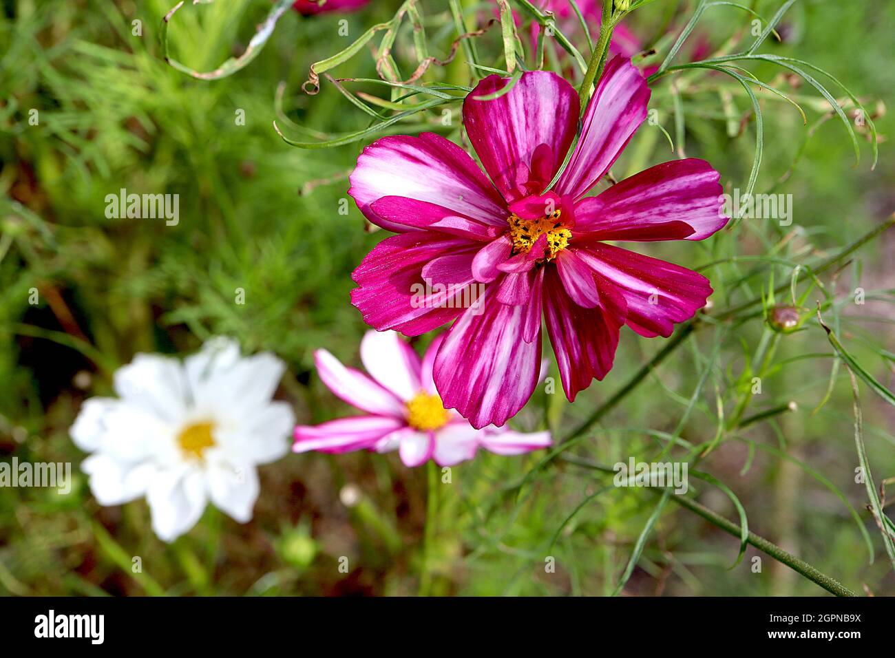 Cosmos bipinnatus ‘Razzmatazz Mixed’ cerise bowl-shaped flowers with ...