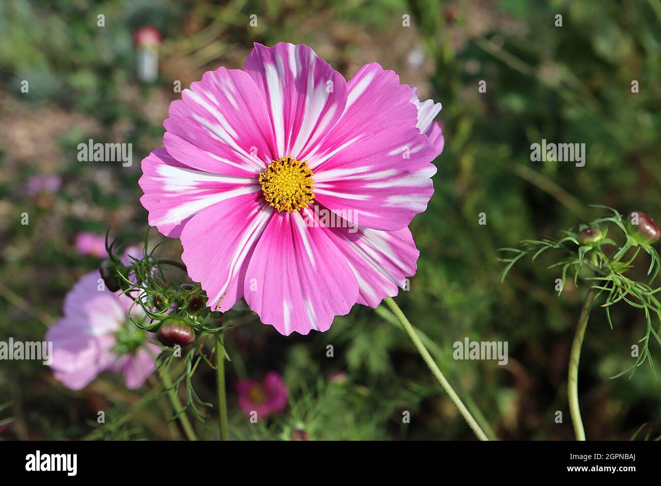 Cosmos bipinnatus ‘Rosetta’ white bowl-shaped flowers with medium pink ...