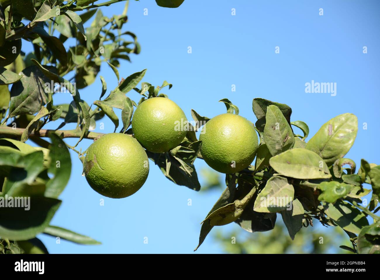 Green oranges on orange tree in an orchard Stock Photo - Alamy