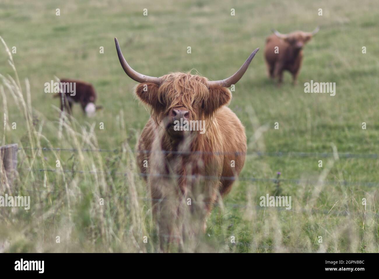 Long haired cows hi-res stock photography and images - Alamy