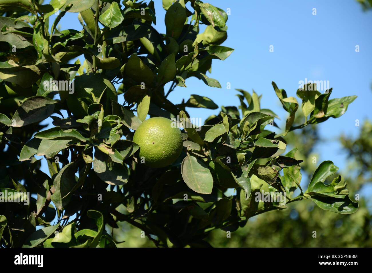 Green oranges on orange tree in an orchard Stock Photo - Alamy