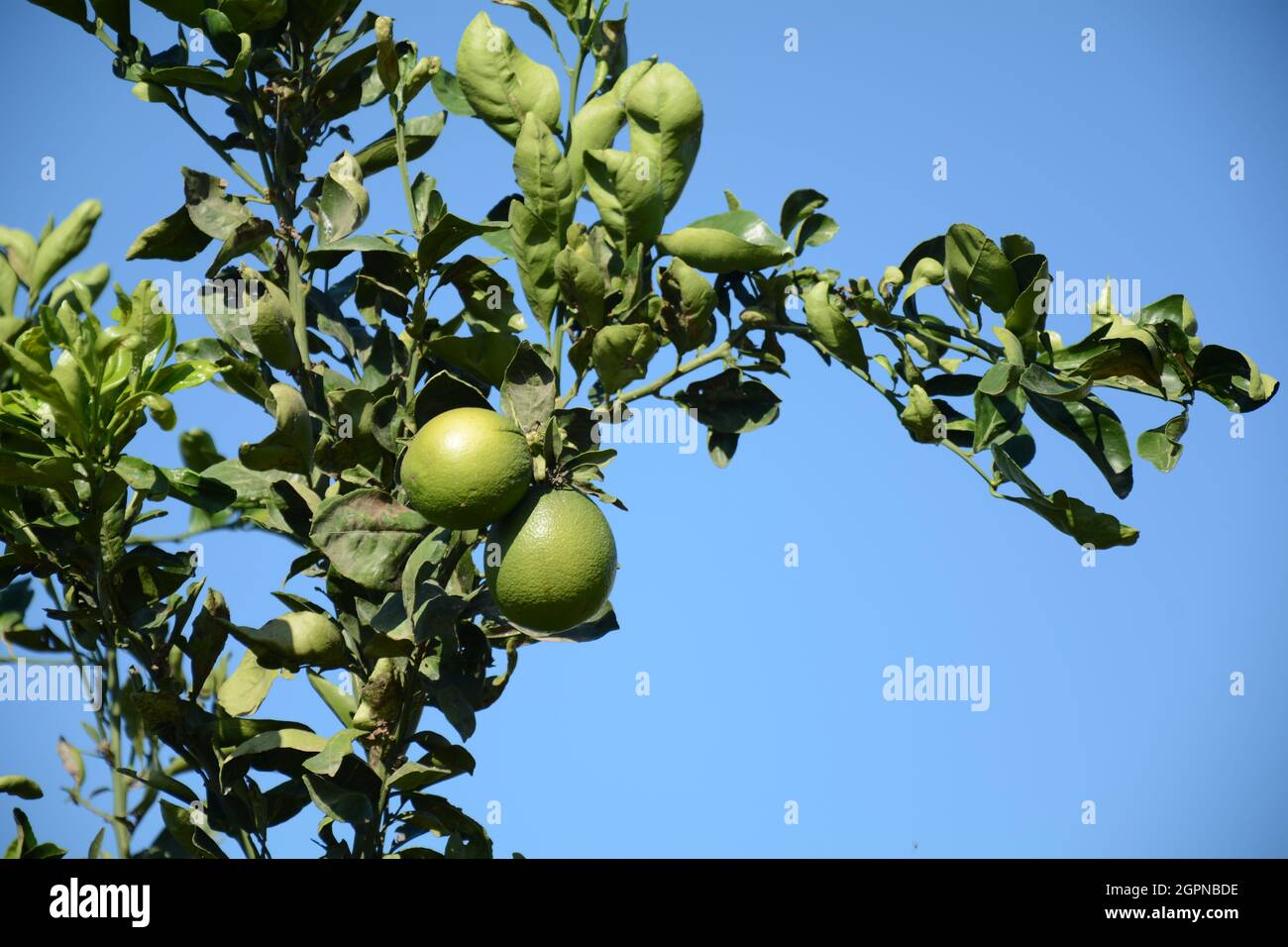 Green oranges on orange tree in an orchard Stock Photo - Alamy