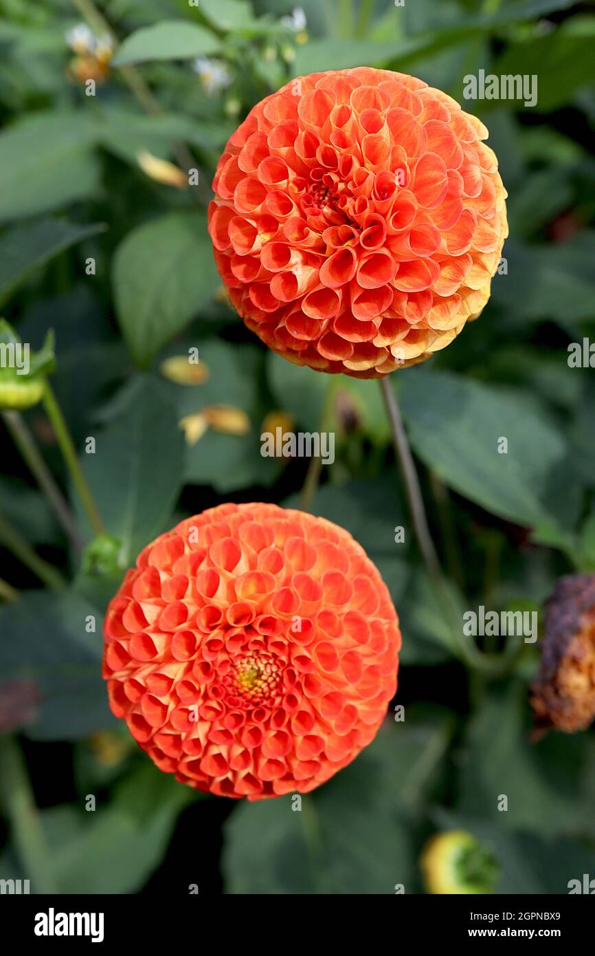 Pompon dahlia group 7 hi-res stock photography and images - Alamy