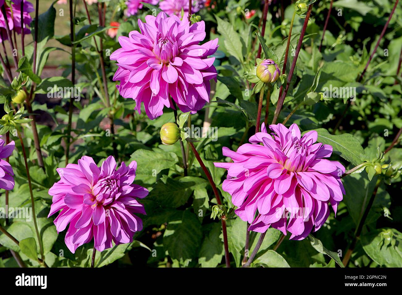 September flowers hi-res stock photography and images - Alamy