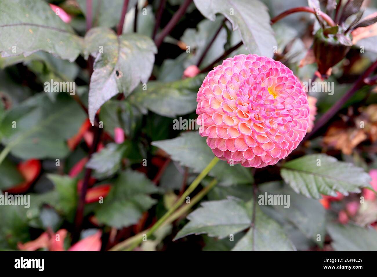 Dahlia ‘Burlesca’ Pompon dahlia Group 7 medium pink spherical flowers ...