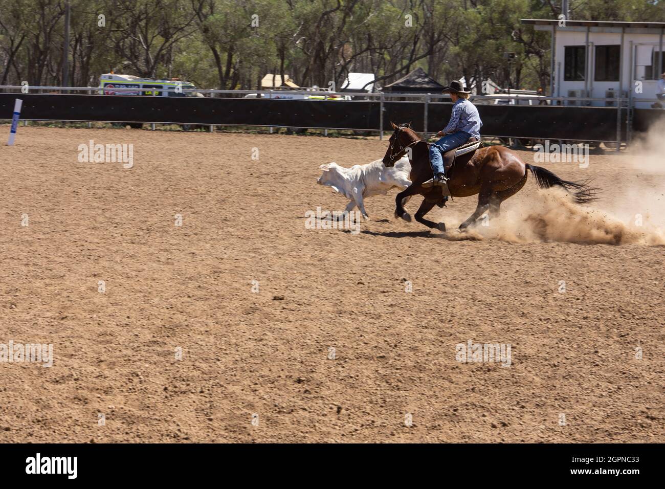 An Australian cowboy rounds up a calf in a dusty arena at an Australian ...