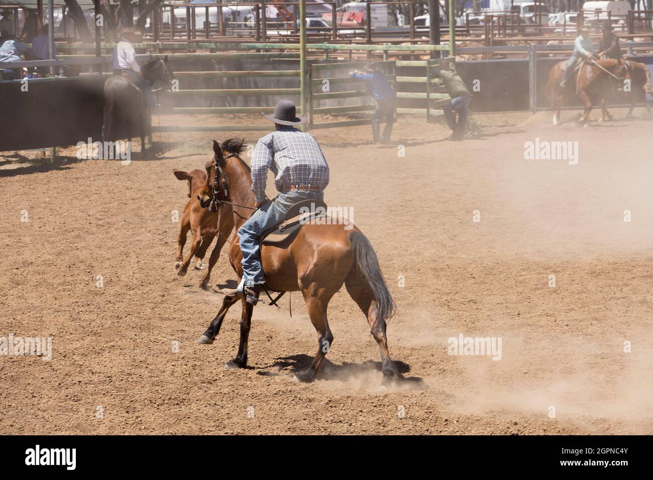 Camp drafting hi-res stock photography and images - Alamy