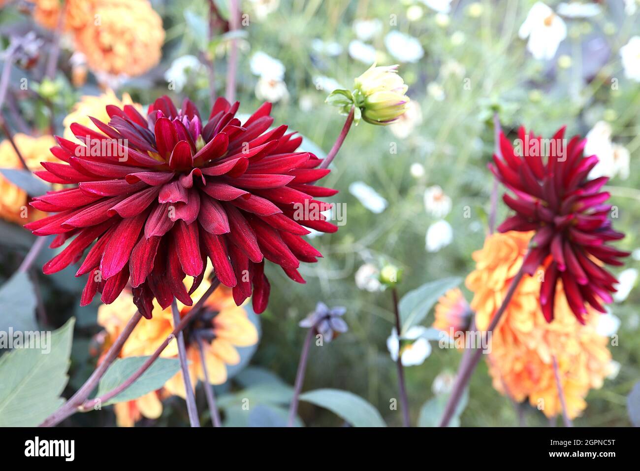 Chat noir dahlia hi-res stock photography and images - Alamy