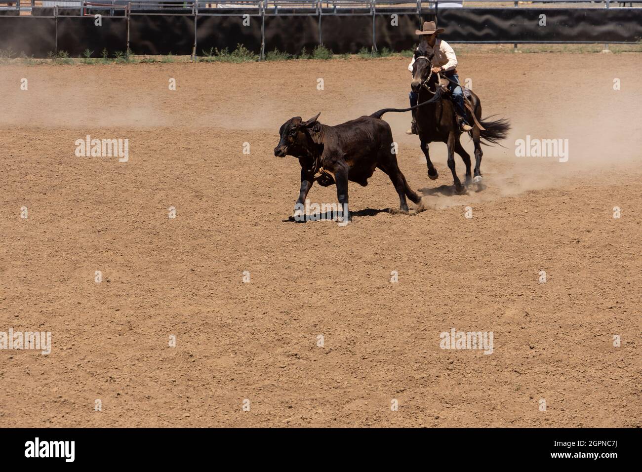 An Australian cowboy rounds up a calf in a dusty arena at an Australian ...