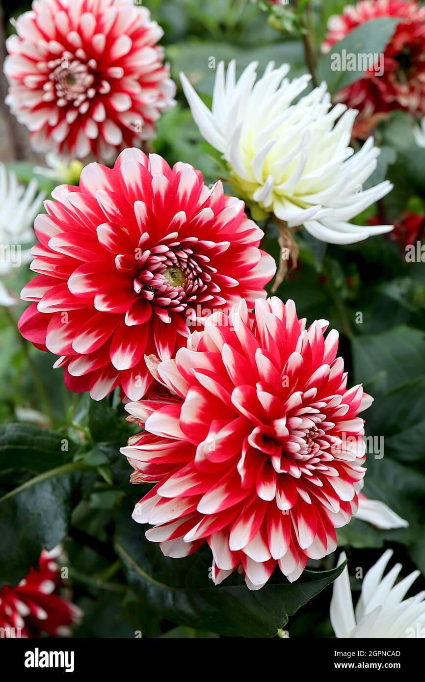 Dahlia dalaya dark red and white hi-res stock photography and images ...