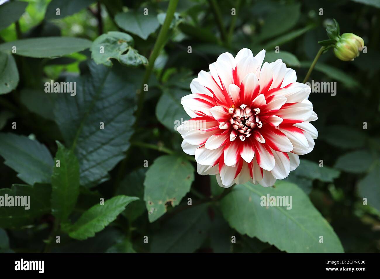 Dahlia dalaya dark red and white hi-res stock photography and images ...