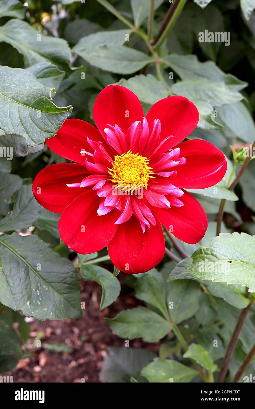 Dilys hi-res stock photography and images - Alamy