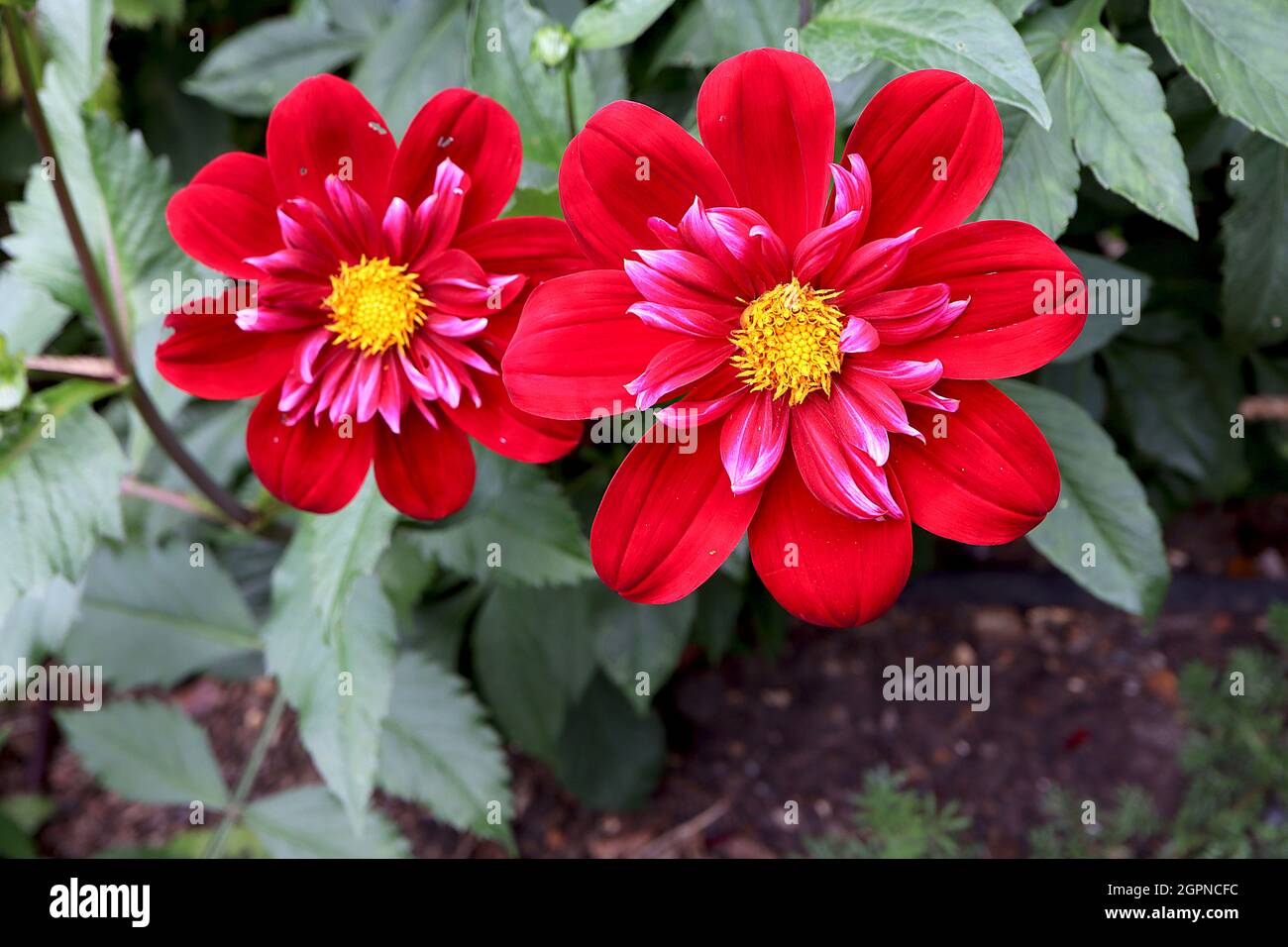 Dahlia ‘Dilys Ayling’ Collerette dahlia Group 3 deep red single flowers ...