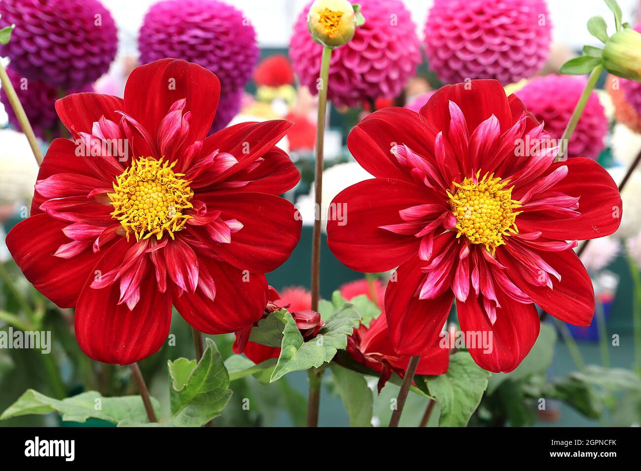 Dilys hi-res stock photography and images - Alamy